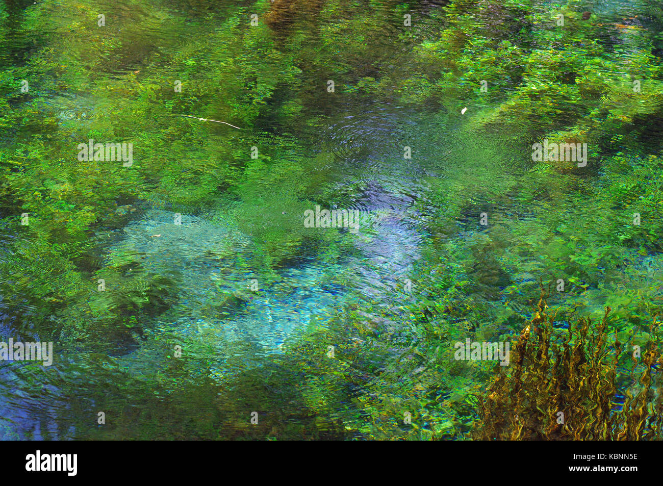 a look into the clear waters of a large spring in San Giorgio a Liri ...