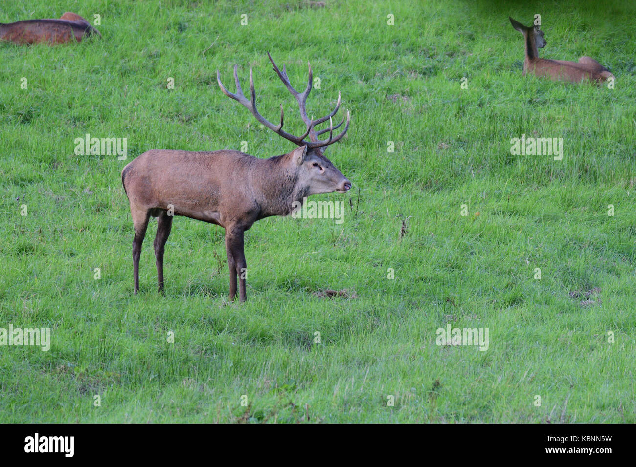 Forest stag in the rut season pairing Stock Photo - Alamy