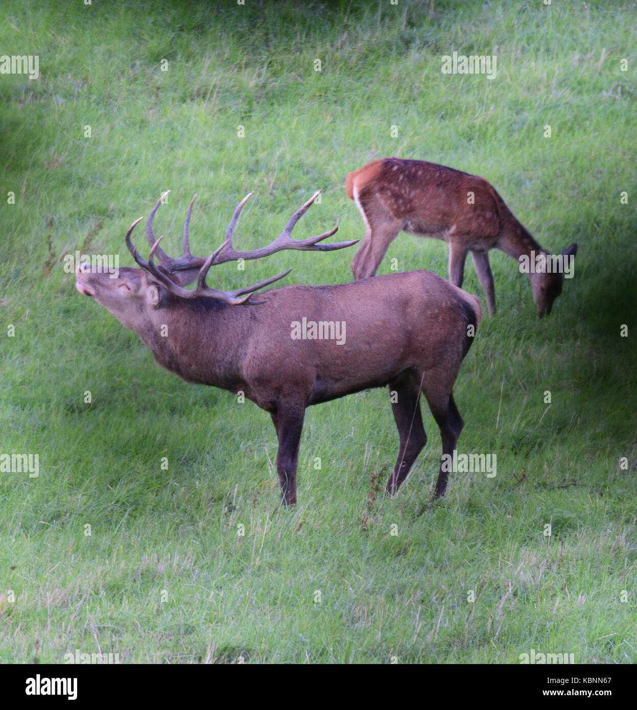 Forest stag in the rut season pairing Stock Photo - Alamy