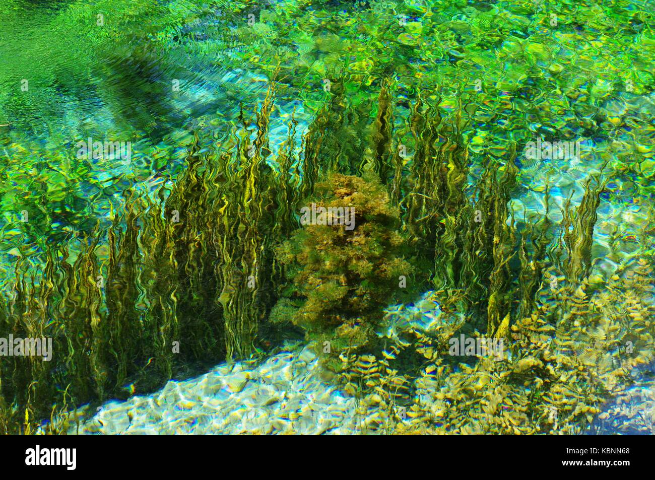 a look into the clear waters of a large spring in San Giorgio a Liri ...