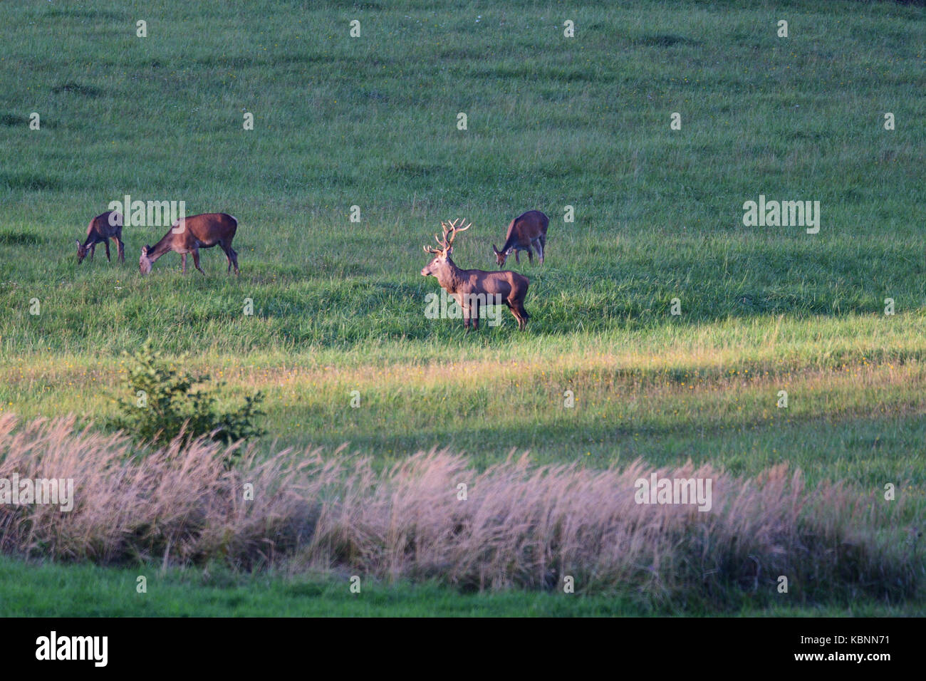 Forest stag in the rut season pairing Stock Photo - Alamy