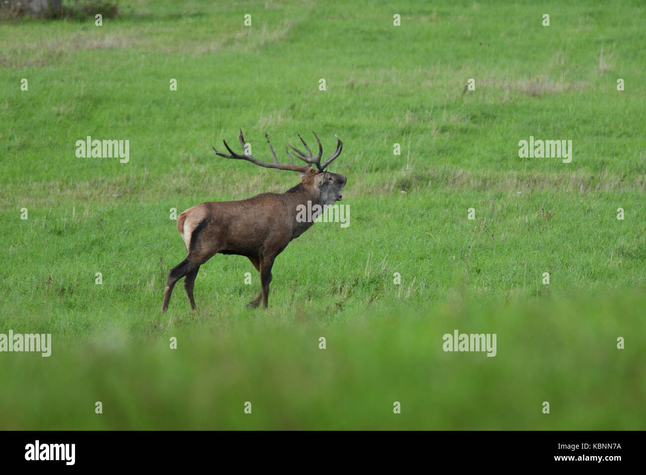 Forest stag in the rut season pairing Stock Photo - Alamy
