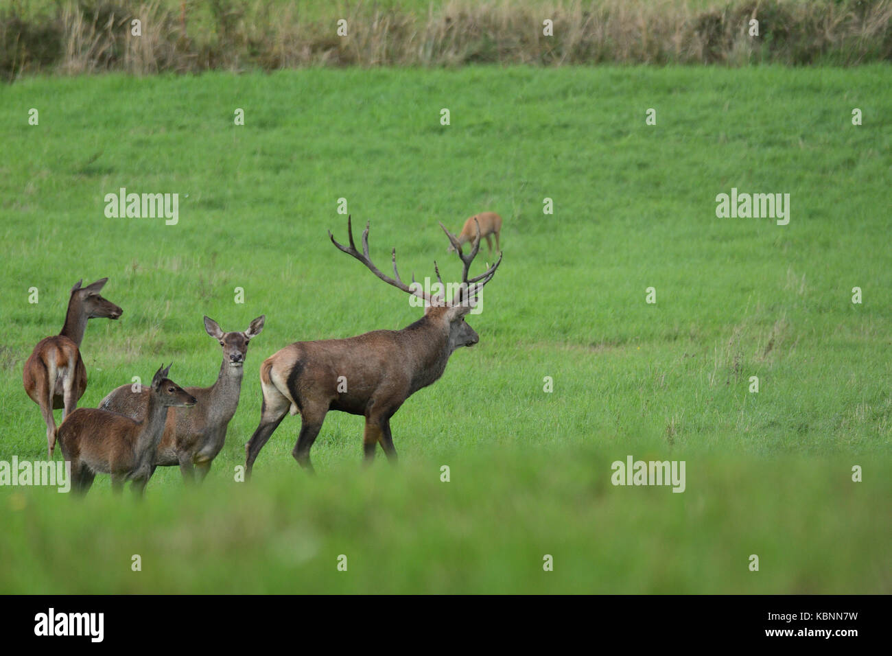 Forest stag in the rut season pairing Stock Photo - Alamy