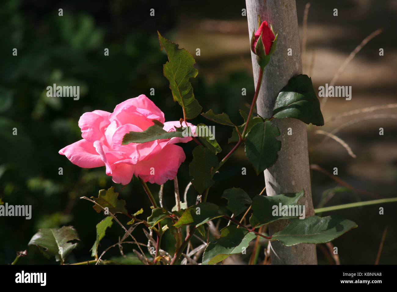 Erin rose hi-res stock photography and images - Alamy