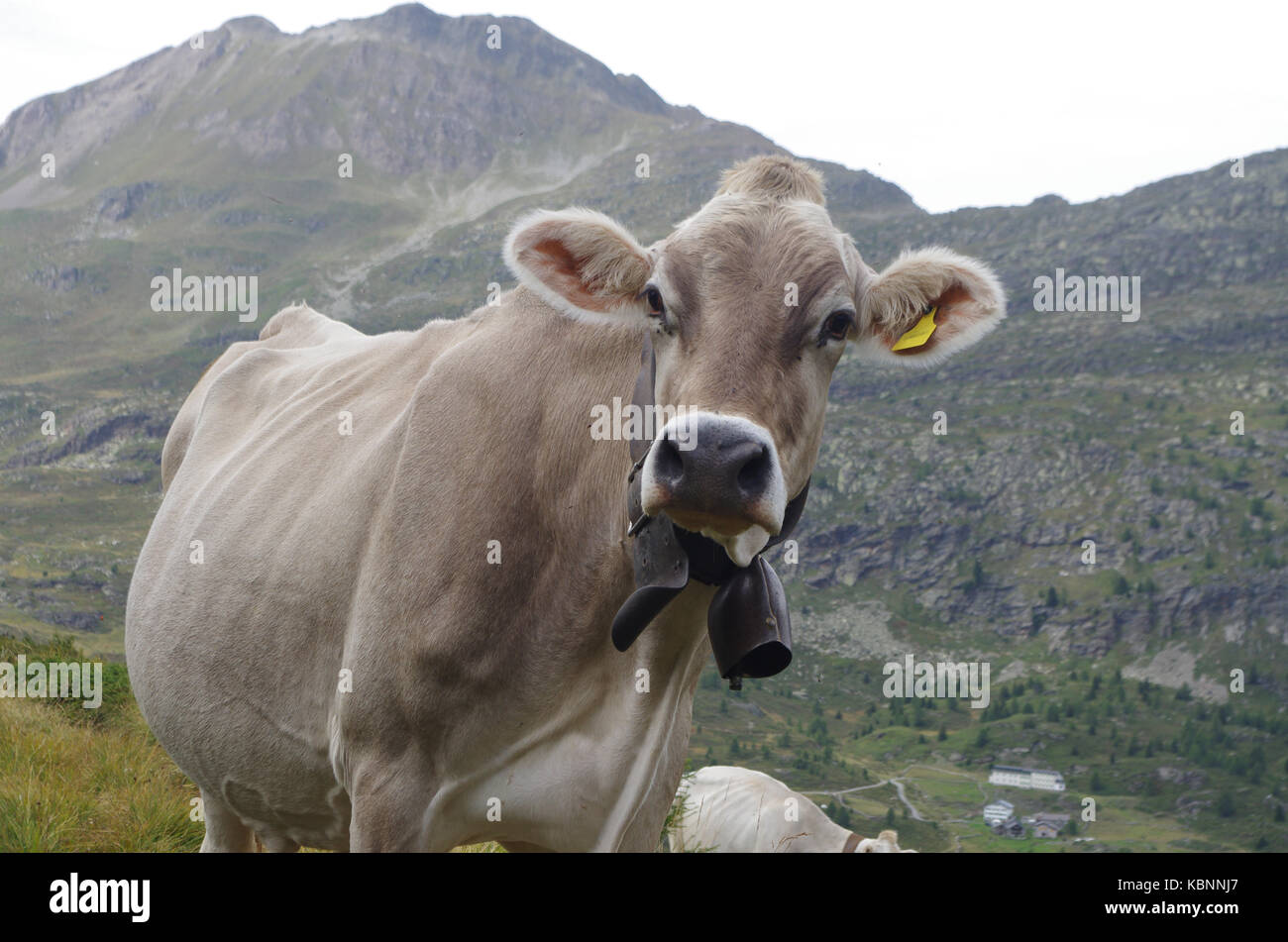 A cow with a bell around the neck in the mountains of the Alps Stock ...