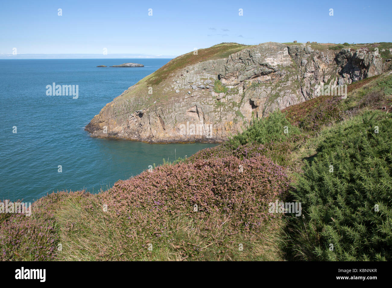 Anglesey coast heather hi-res stock photography and images - Alamy