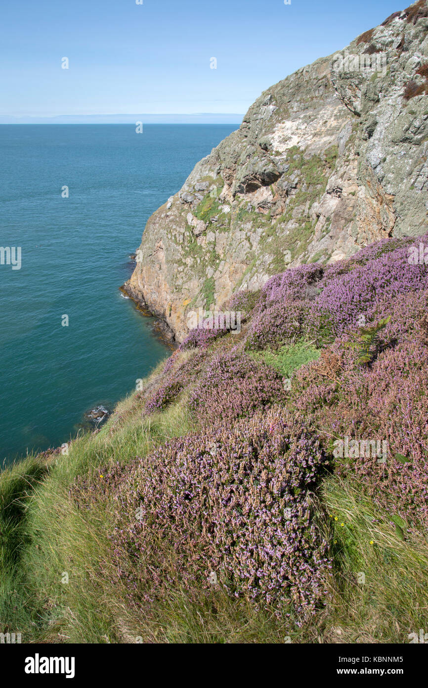Cliffs and Heather at Llanbadrig; Cemaes; Anglesey; Wales; UK Stock ...