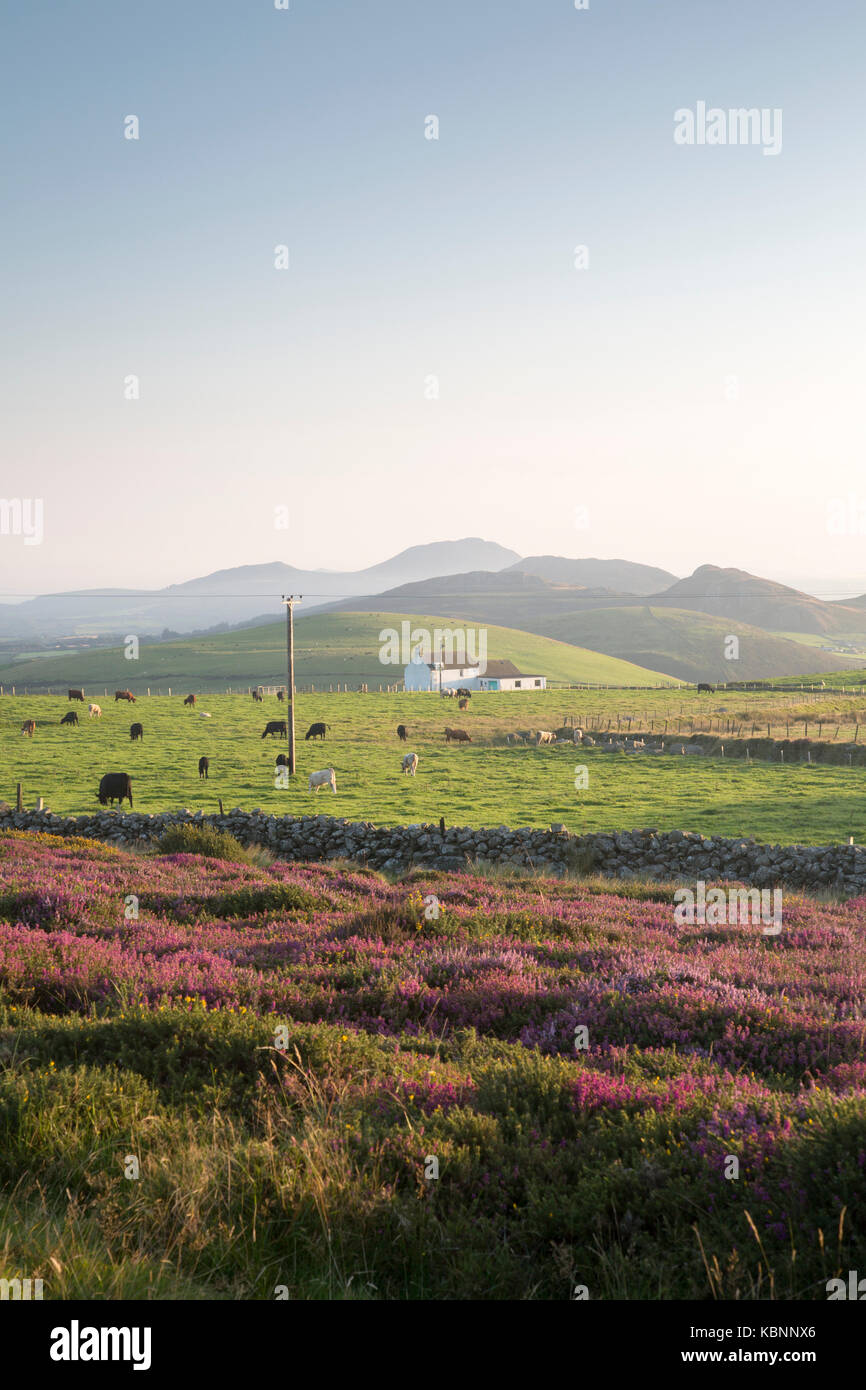 Mountains near Llithfaen; Pwllheli; Llyn Peninsula; Wales; UK Stock ...