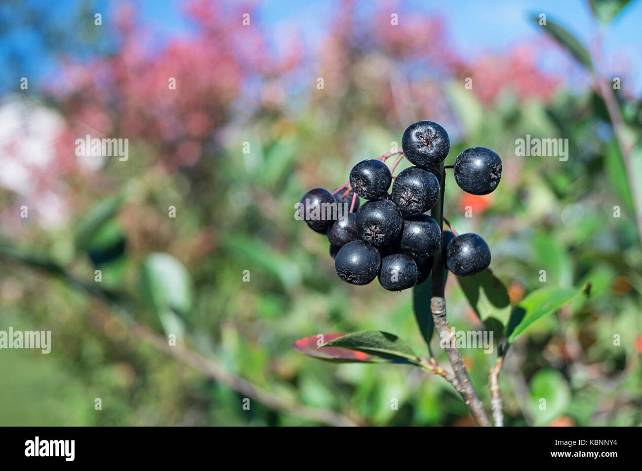 Black chokeberry tree hi-res stock photography and images - Alamy