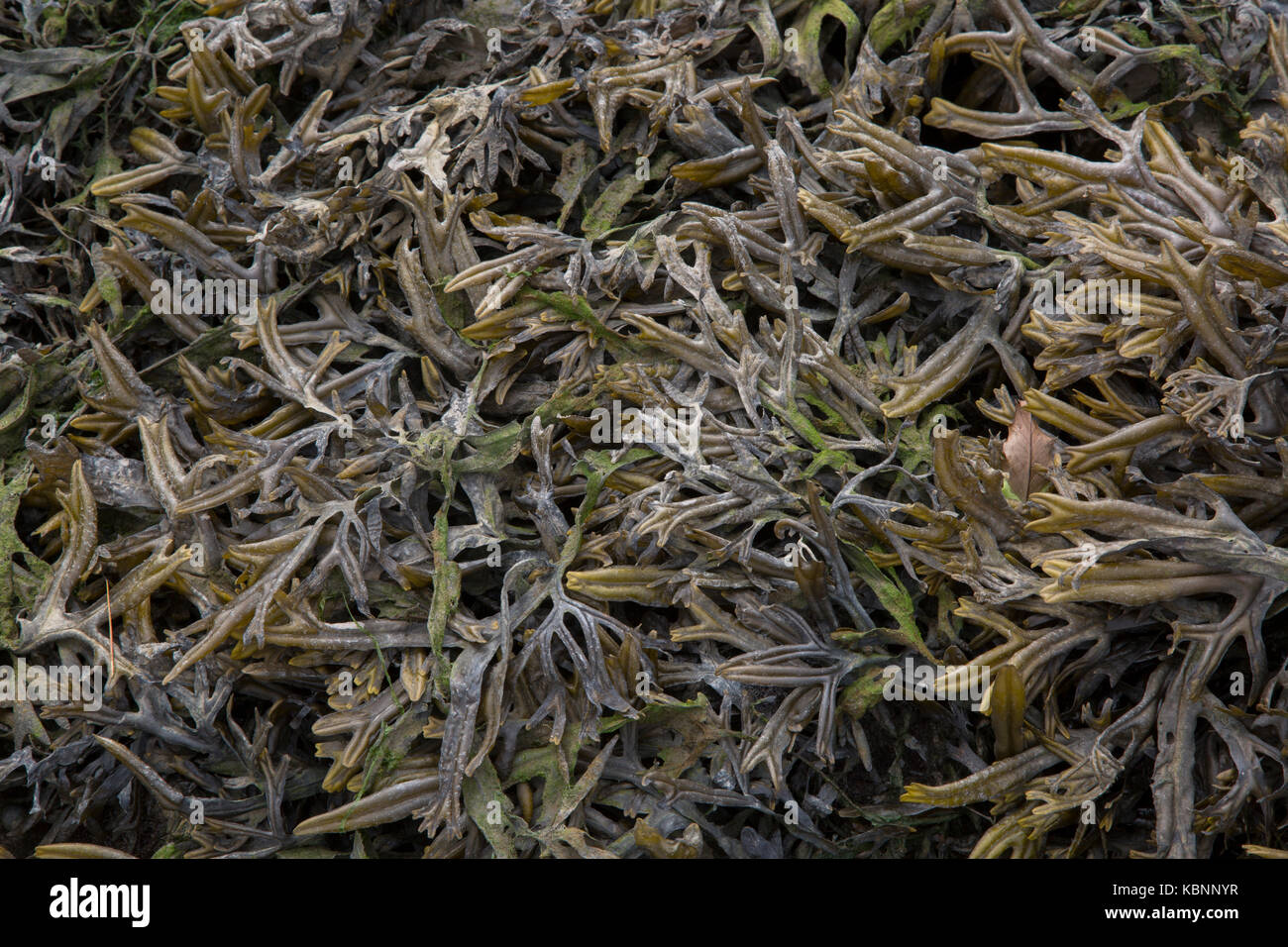Closeup of Seaweed Design Background Stock Photo - Alamy
