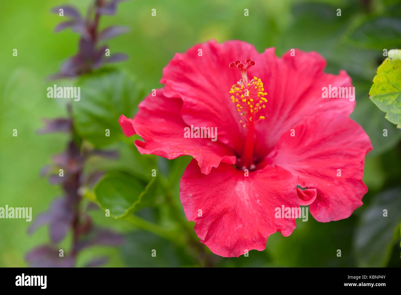 Hibiscus sprout High Resolution Stock Photography and Images - Alamy