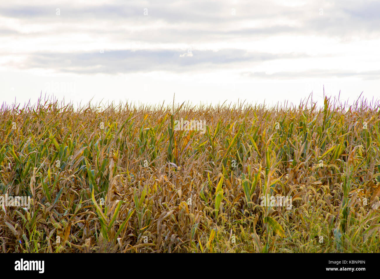 Corn field in fall with drying stalks agains cloudy skies Stock Photo ...