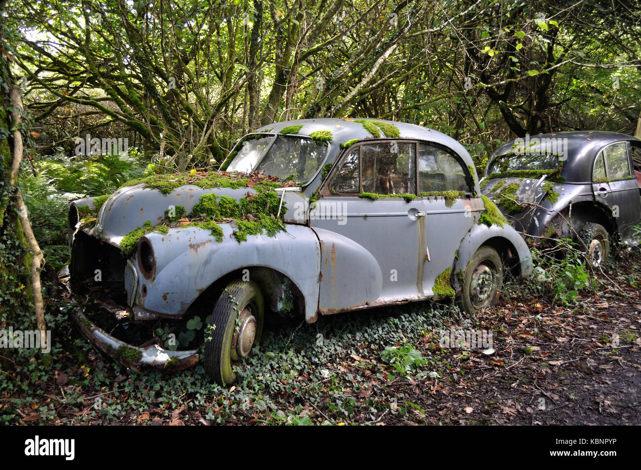 A Morris Minor saloon in derelict condition at the West of England ...