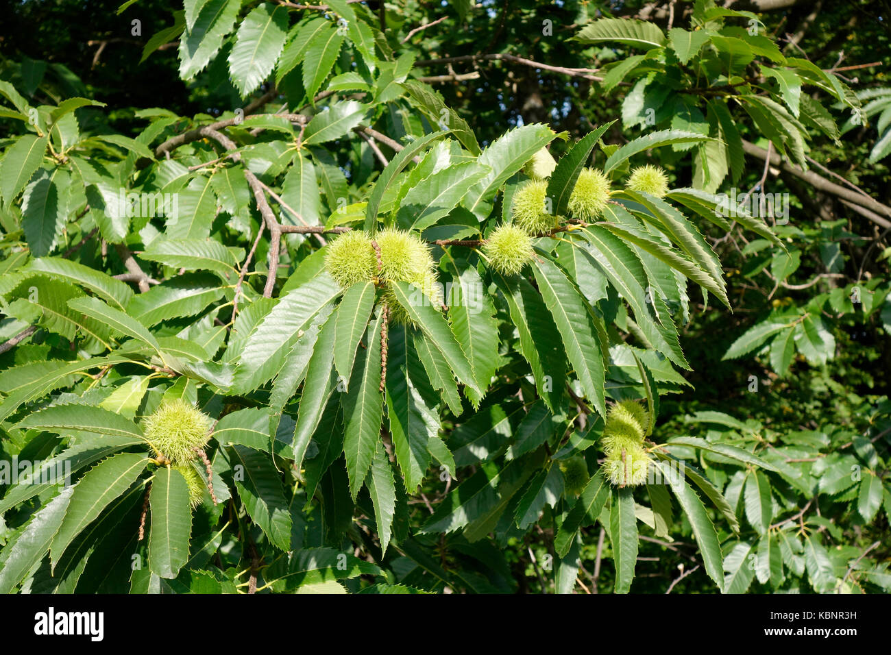 Green spiky husks hi-res stock photography and images - Alamy