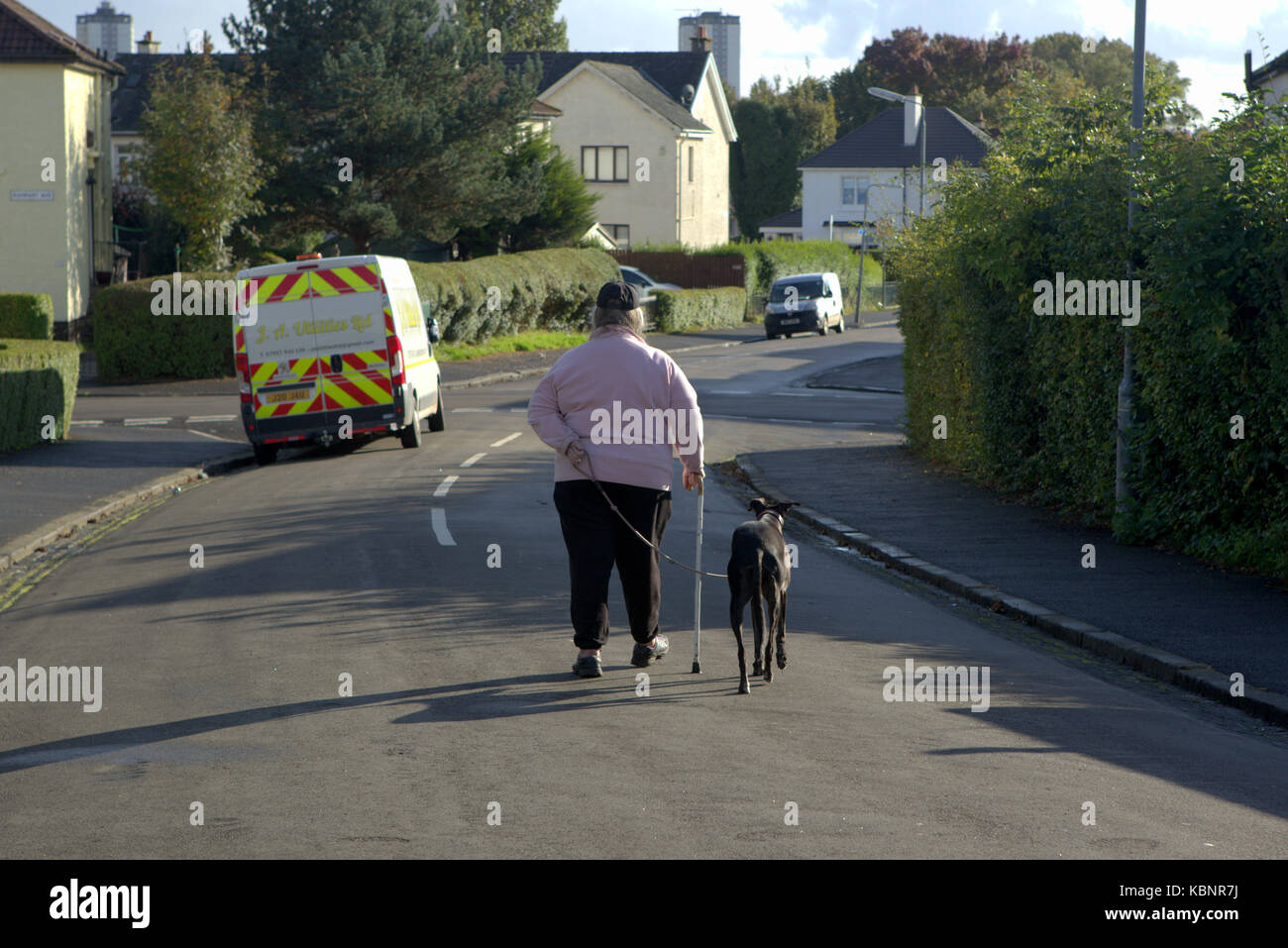 large overweight lady with walking stick walking greyhound dog Stock ...