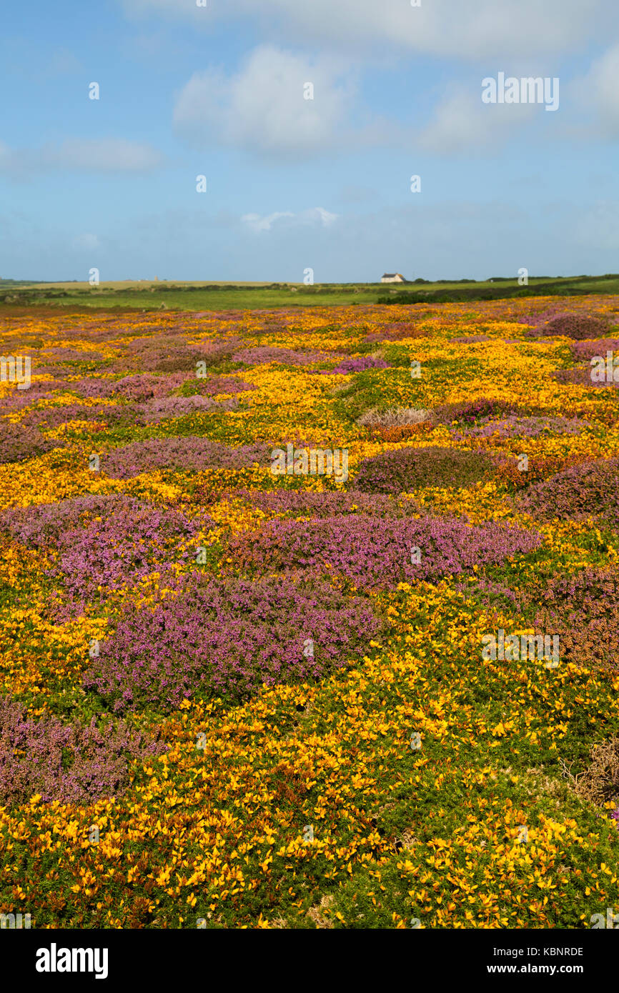 Heather and gorse on the cliffs at Pendower Cove in West Cornwall Stock ...