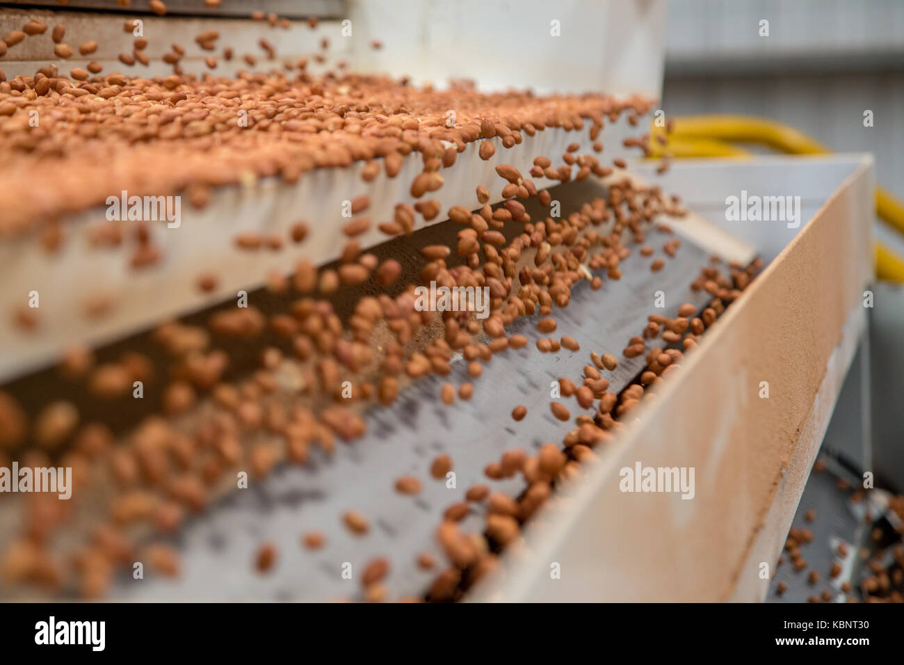peanut process industry brazil Stock Photo - Alamy