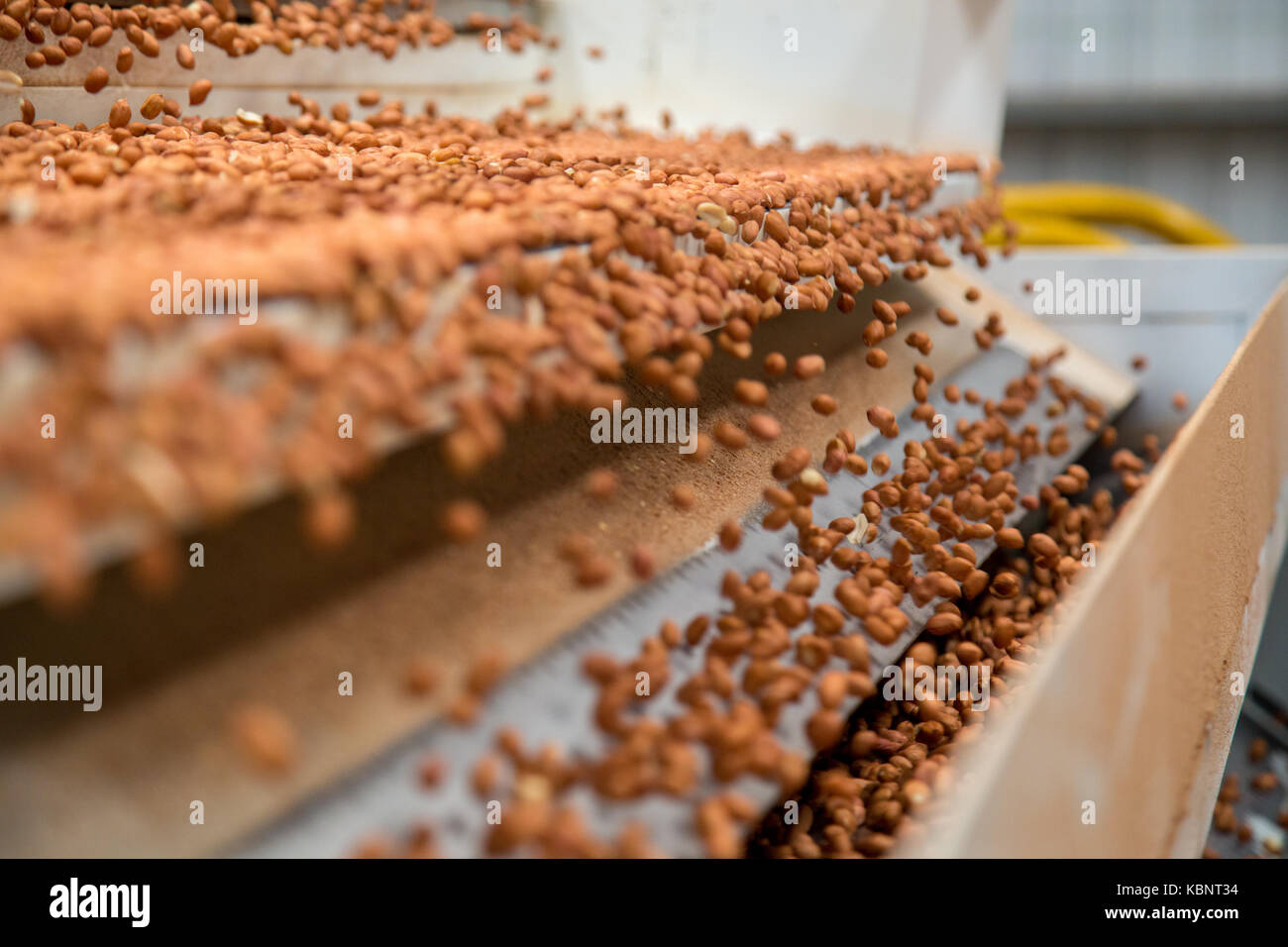peanut process industry brazil Stock Photo - Alamy