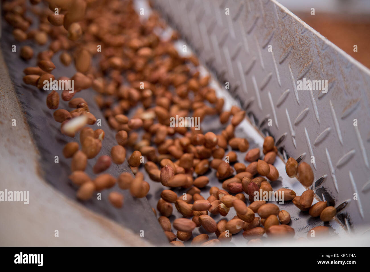peanut process industry brazil Stock Photo - Alamy