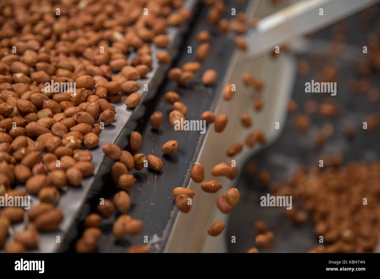peanut process industry brazil Stock Photo - Alamy