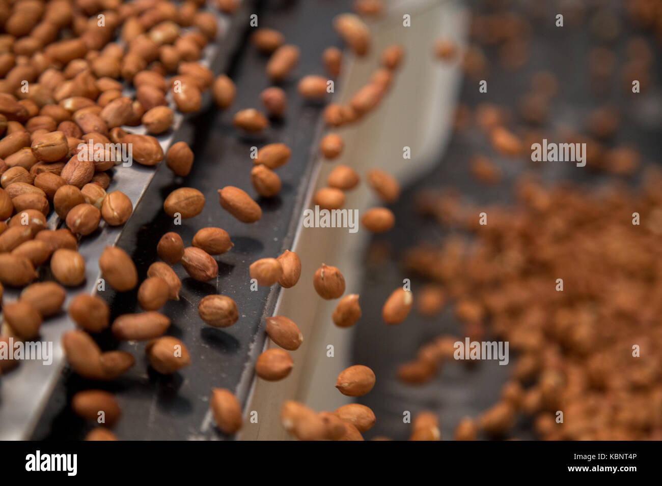 peanut process industry brazil Stock Photo - Alamy
