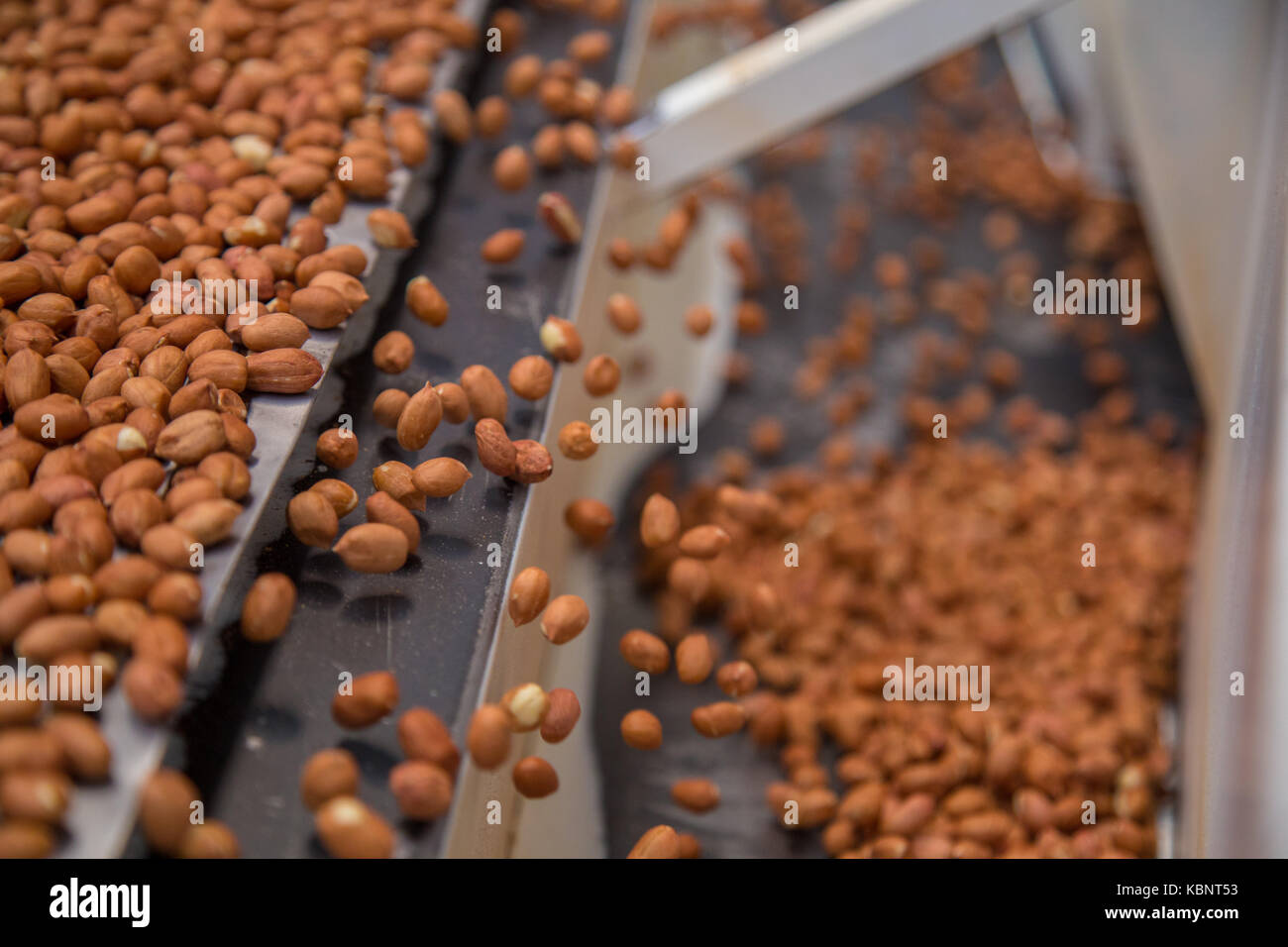 peanut process industry brazil Stock Photo - Alamy