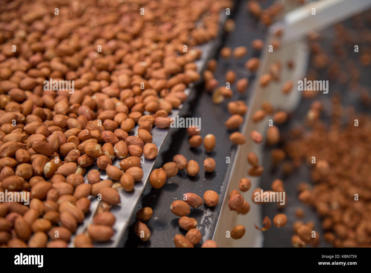 peanut process industry brazil Stock Photo - Alamy