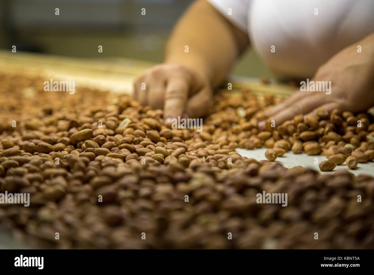 peanut process industry brazil Stock Photo - Alamy