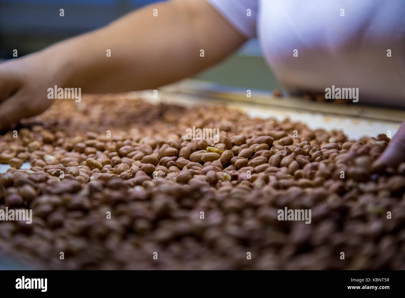 peanut process industry brazil Stock Photo - Alamy