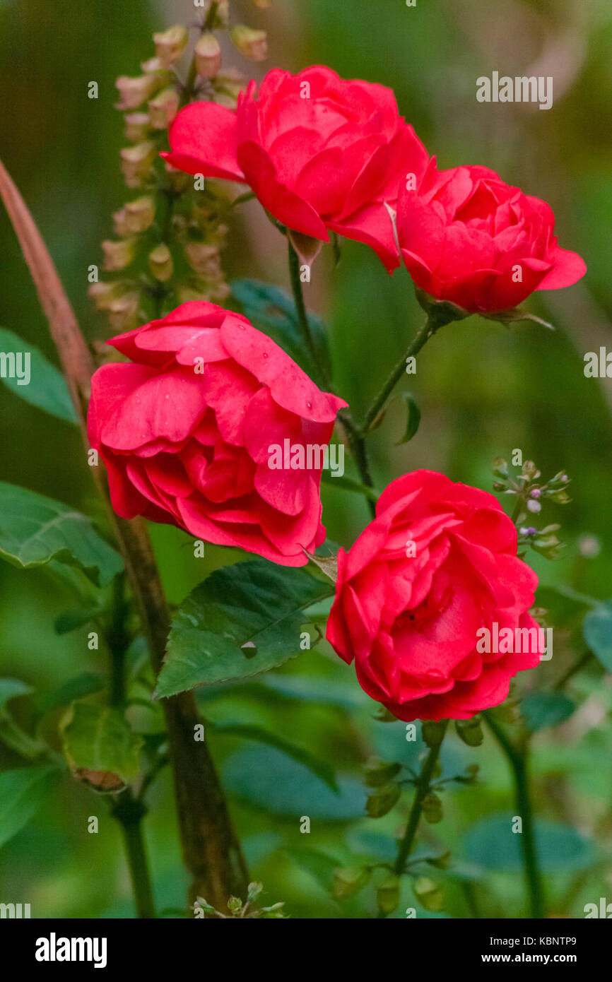 Mass of roses hi-res stock photography and images - Alamy