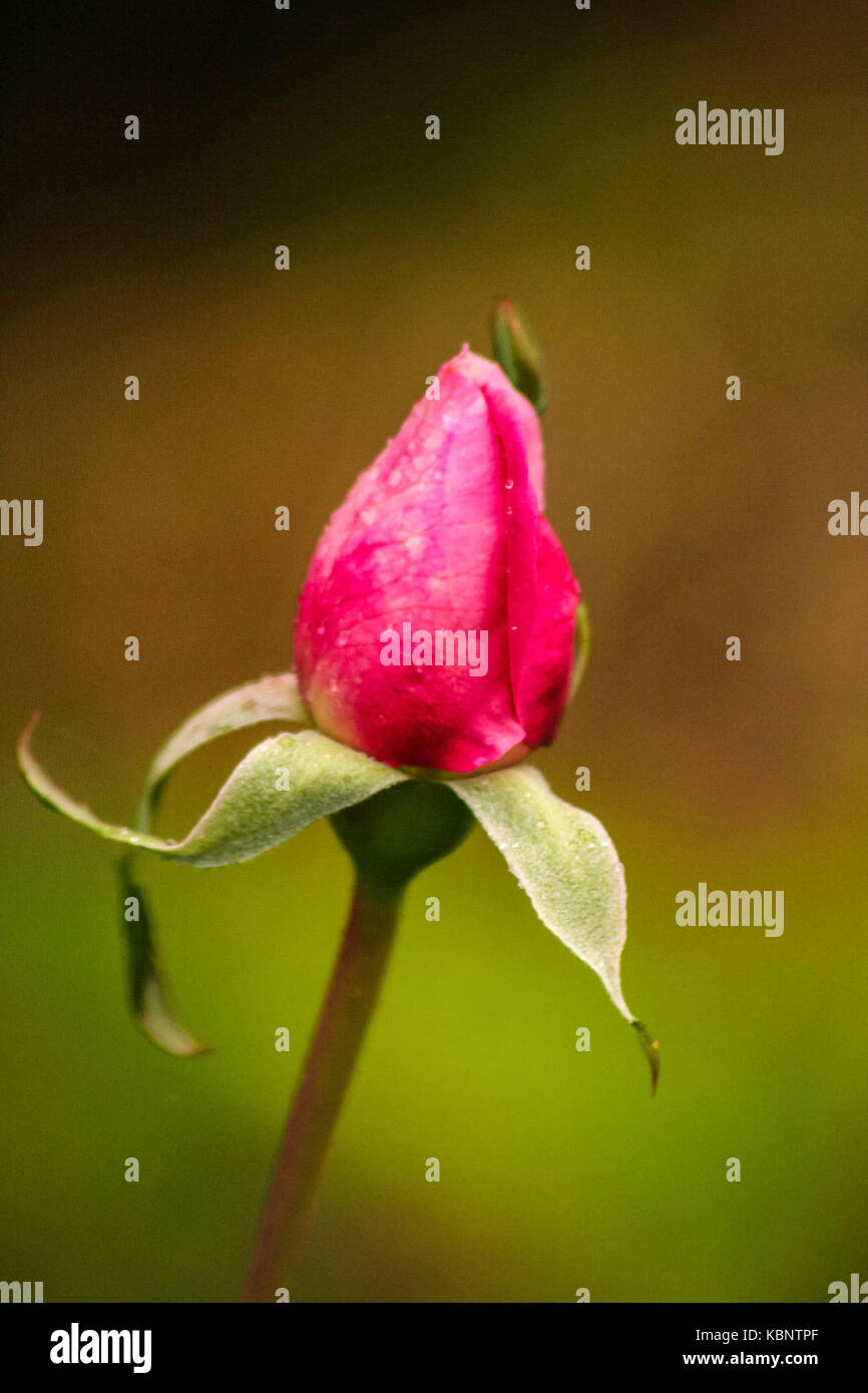 Masses of pink roses hi-res stock photography and images - Alamy