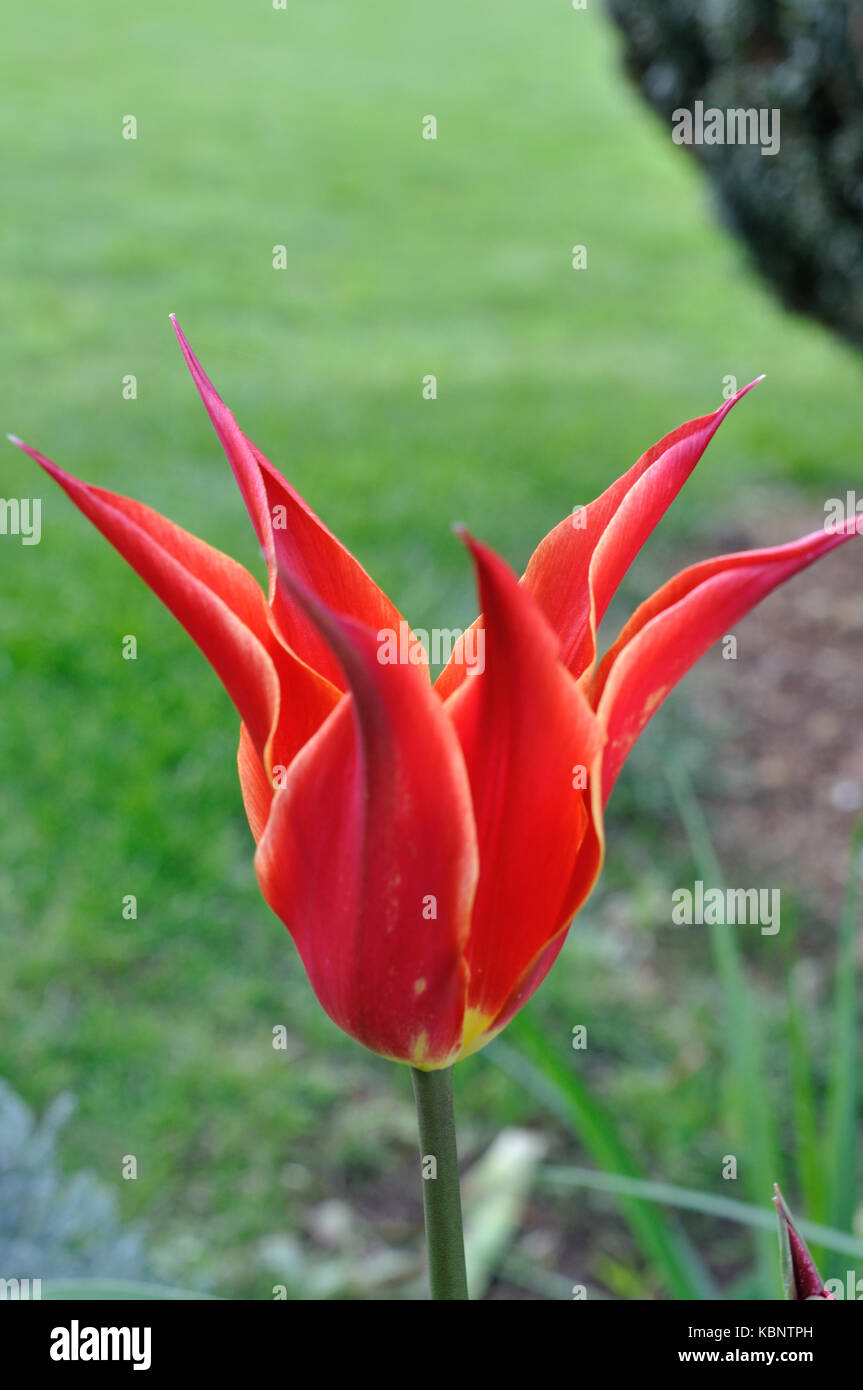 Lily flowered tulip hi-res stock photography and images - Alamy