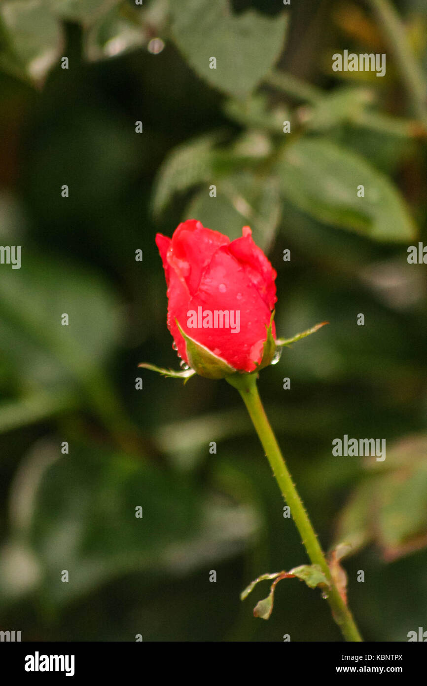 Mass Of Roses High Resolution Stock Photography and Images - Alamy