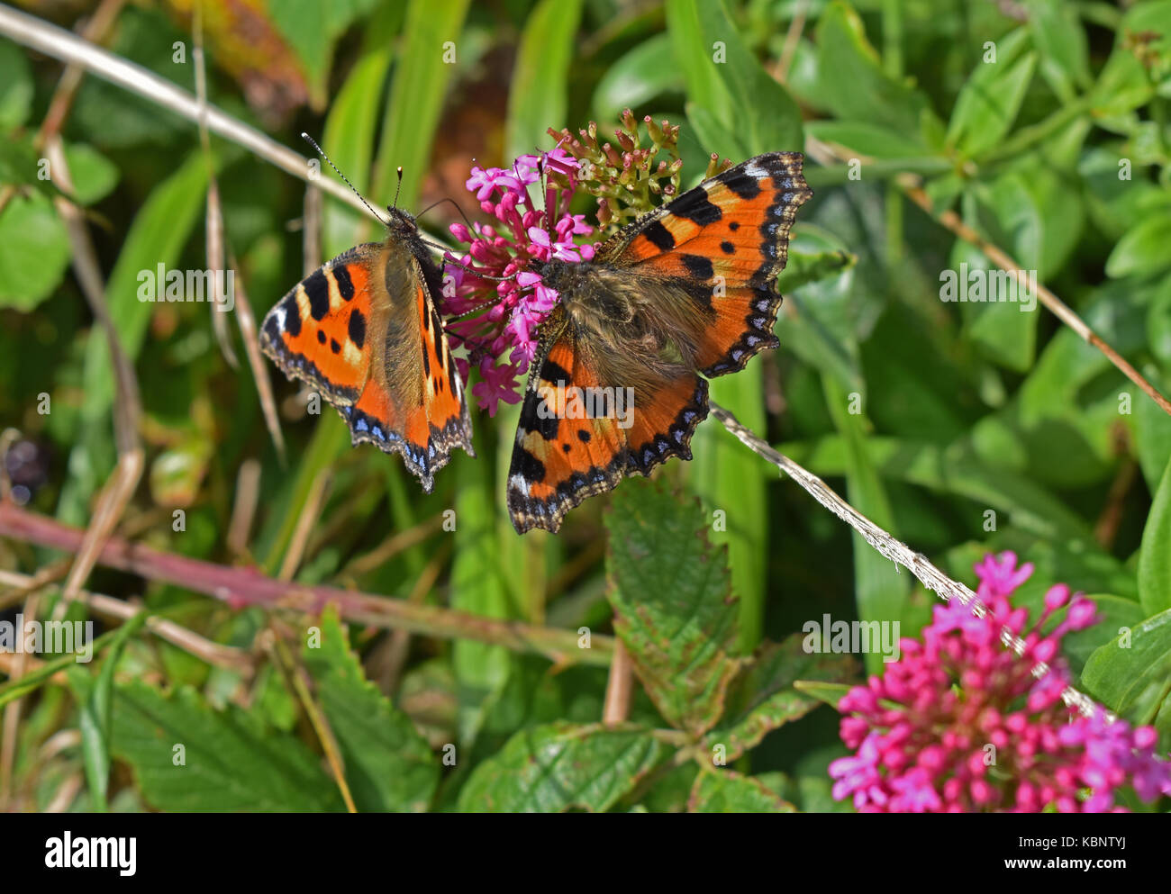 Small Tortoiseshell butterflies Stock Photo - Alamy