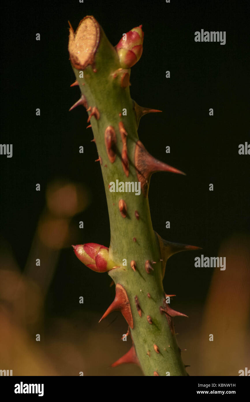 Roses sprouting hi-res stock photography and images - Alamy