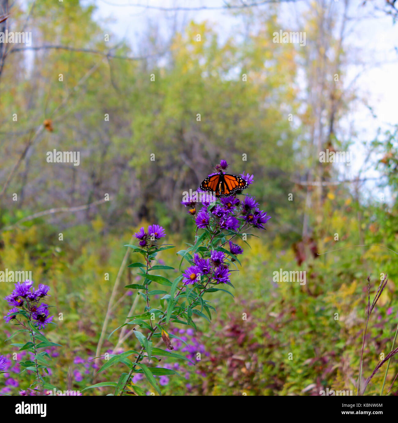 Michigan wildflowers hi-res stock photography and images - Alamy