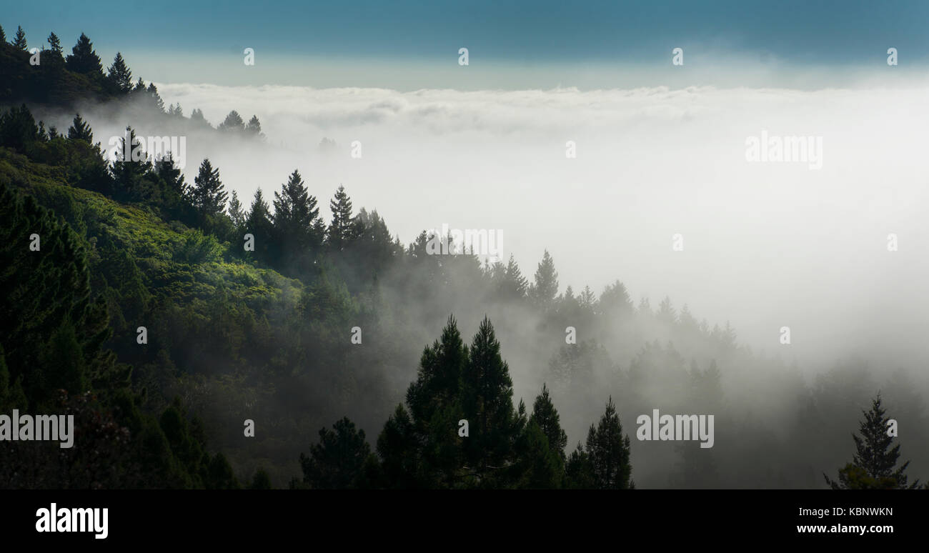 Mount Tamalpais State Park, California Stock Photo - Alamy