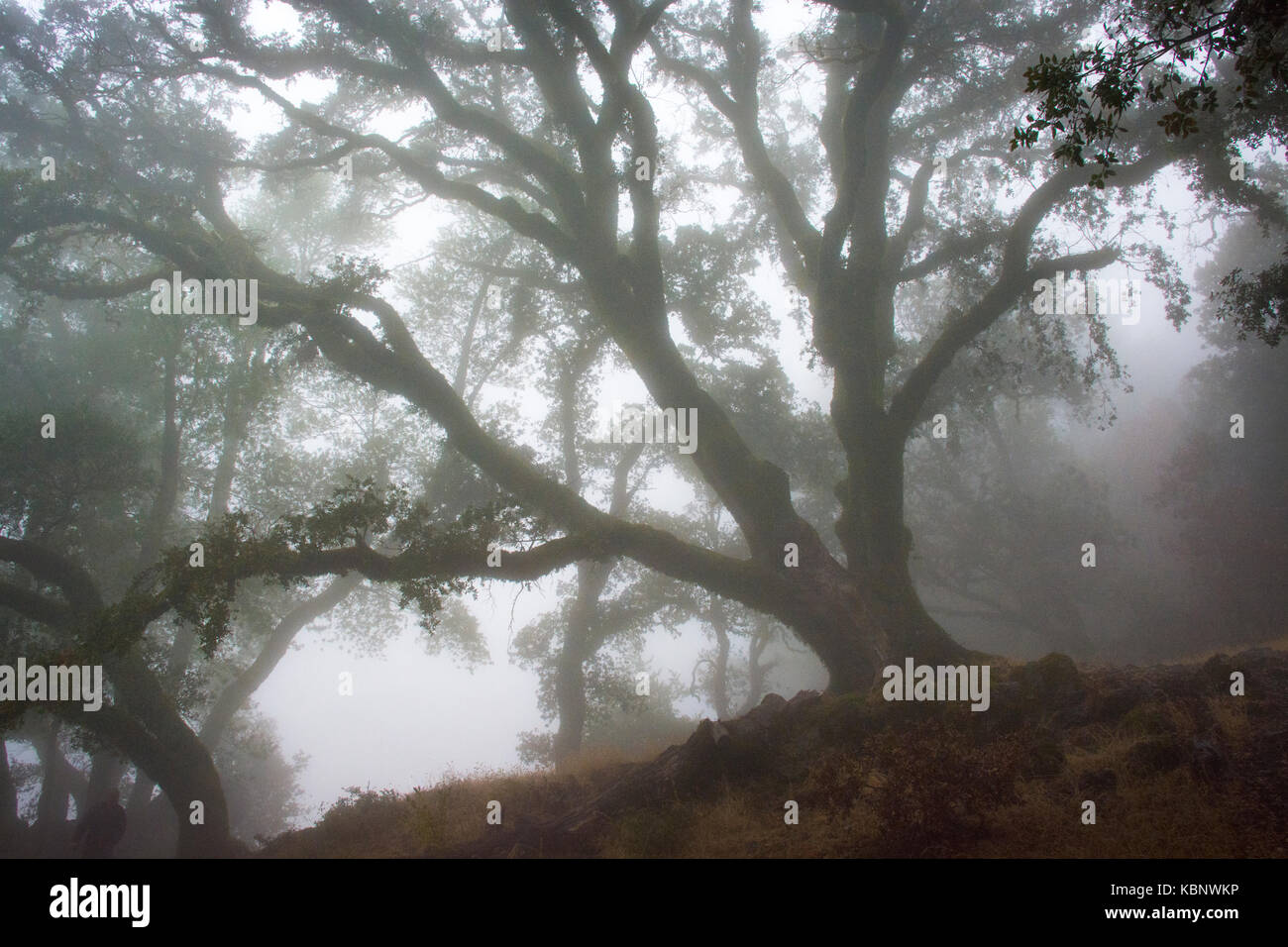 Mount Tamalpais State Park, California Stock Photo - Alamy