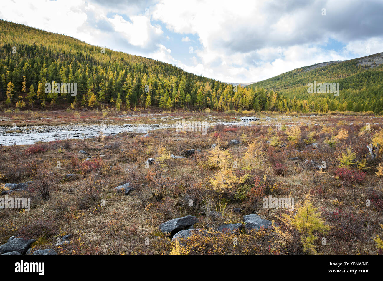 Taiga deforestation hi-res stock photography and images - Alamy