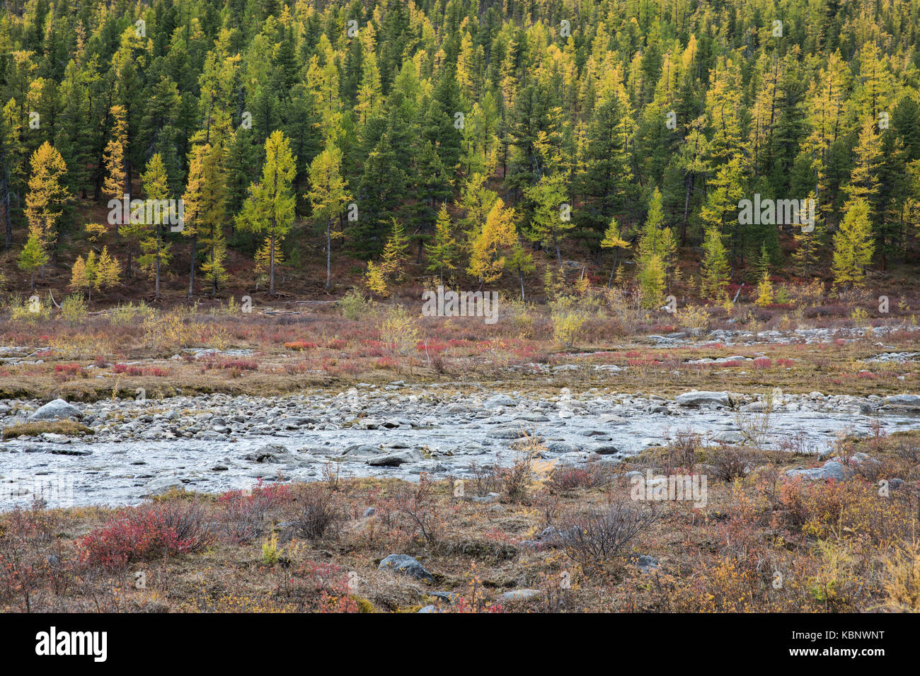 fall landscape of northern mongolia Stock Photo - Alamy