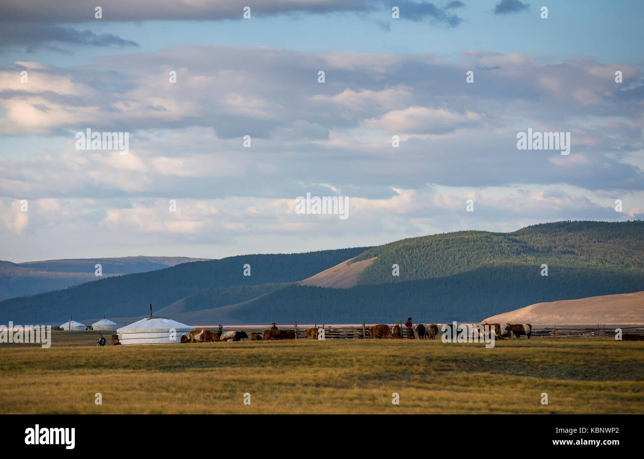 mongolian family gers in a landscape of northern Mongolia Stock Photo ...