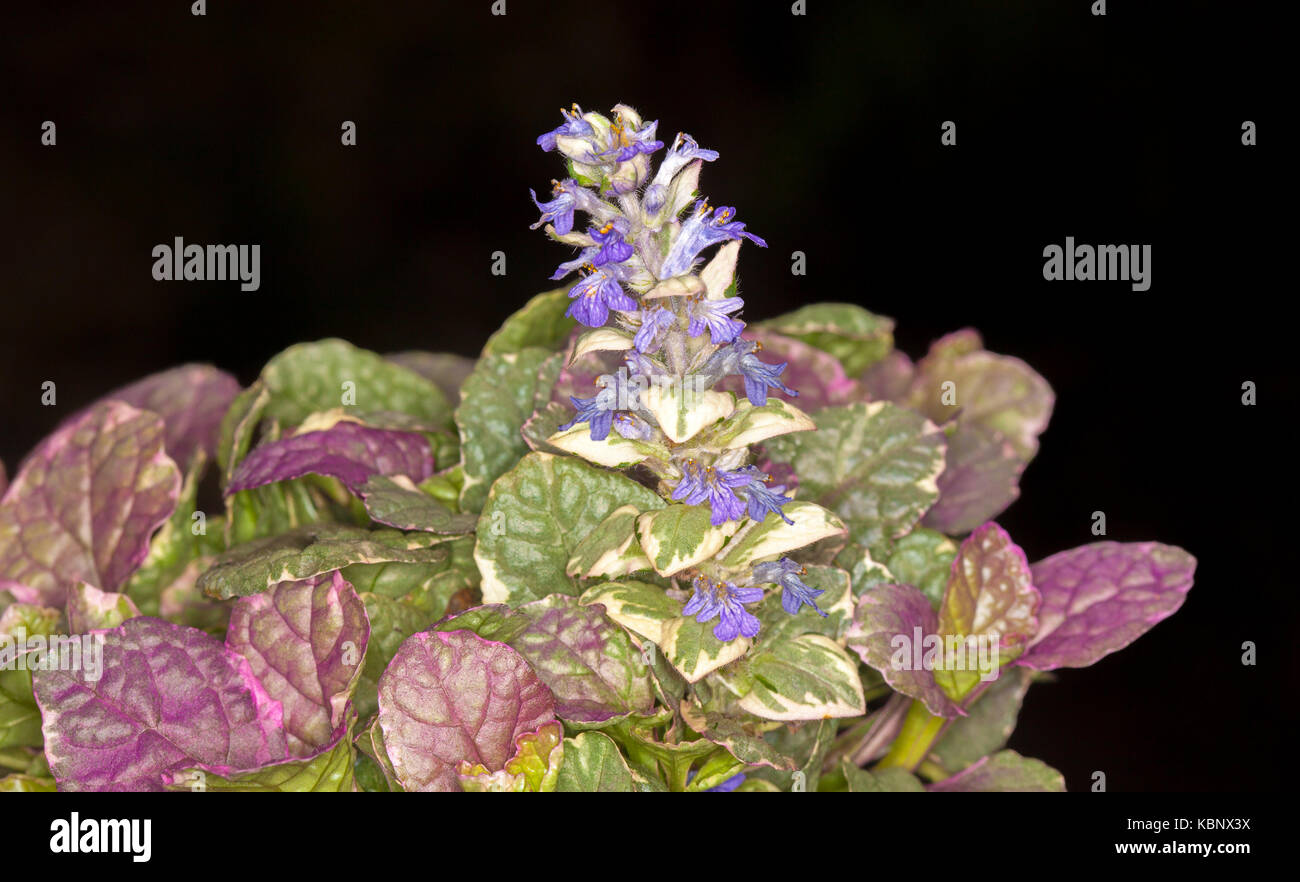 Ajuga reptans High Resolution Stock Photography and Images - Alamy