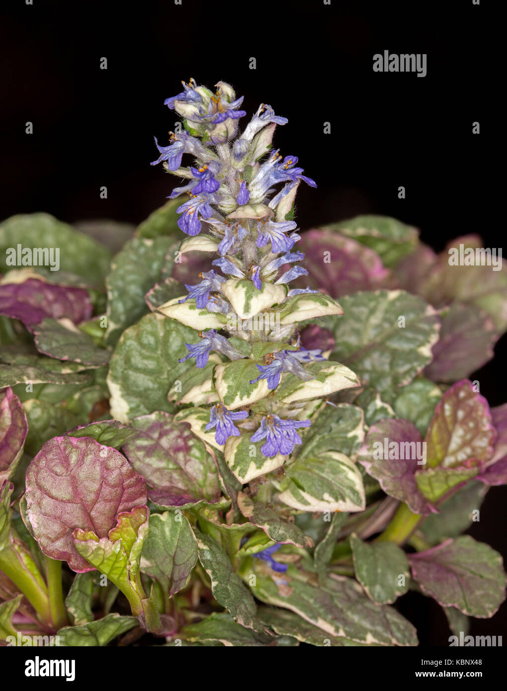 Ajuga reptans High Resolution Stock Photography and Images - Alamy
