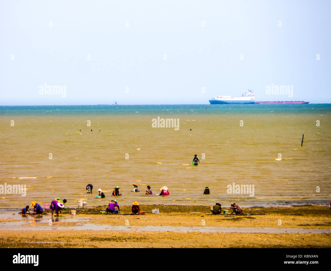 Many people find shell crab and fresh seafood in the sea after heavy ...