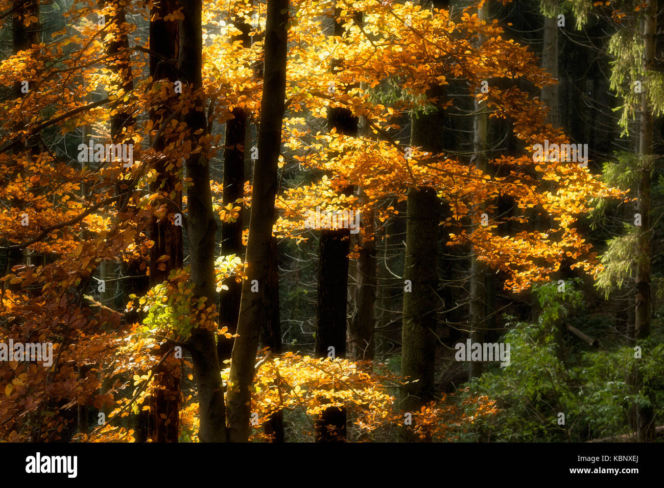 rays of sun on plants in the forest during the autumn season, Regional ...