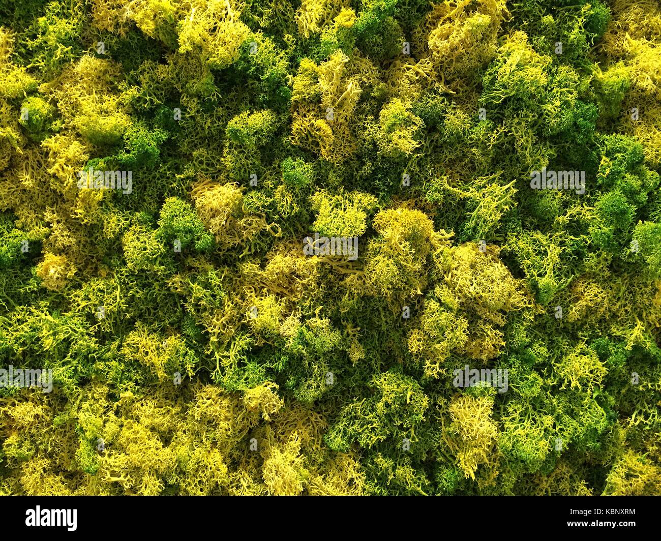 Green and Yellow moss background Stock Photo - Alamy