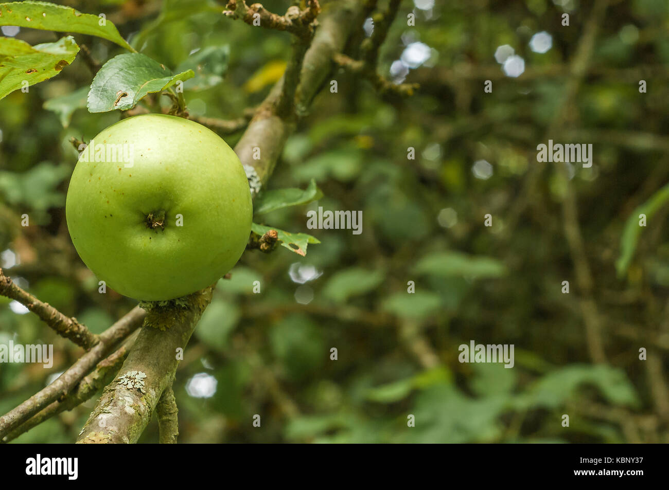 Pomme francaise hi-res stock photography and images - Alamy