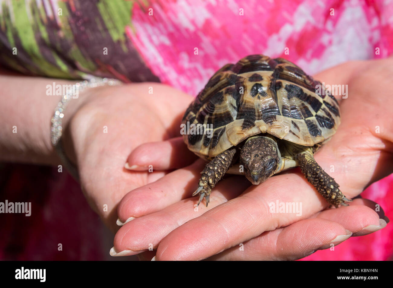 Hermann's tortoise (Testudo hermanni ) Marseille France Stock Photo - Alamy