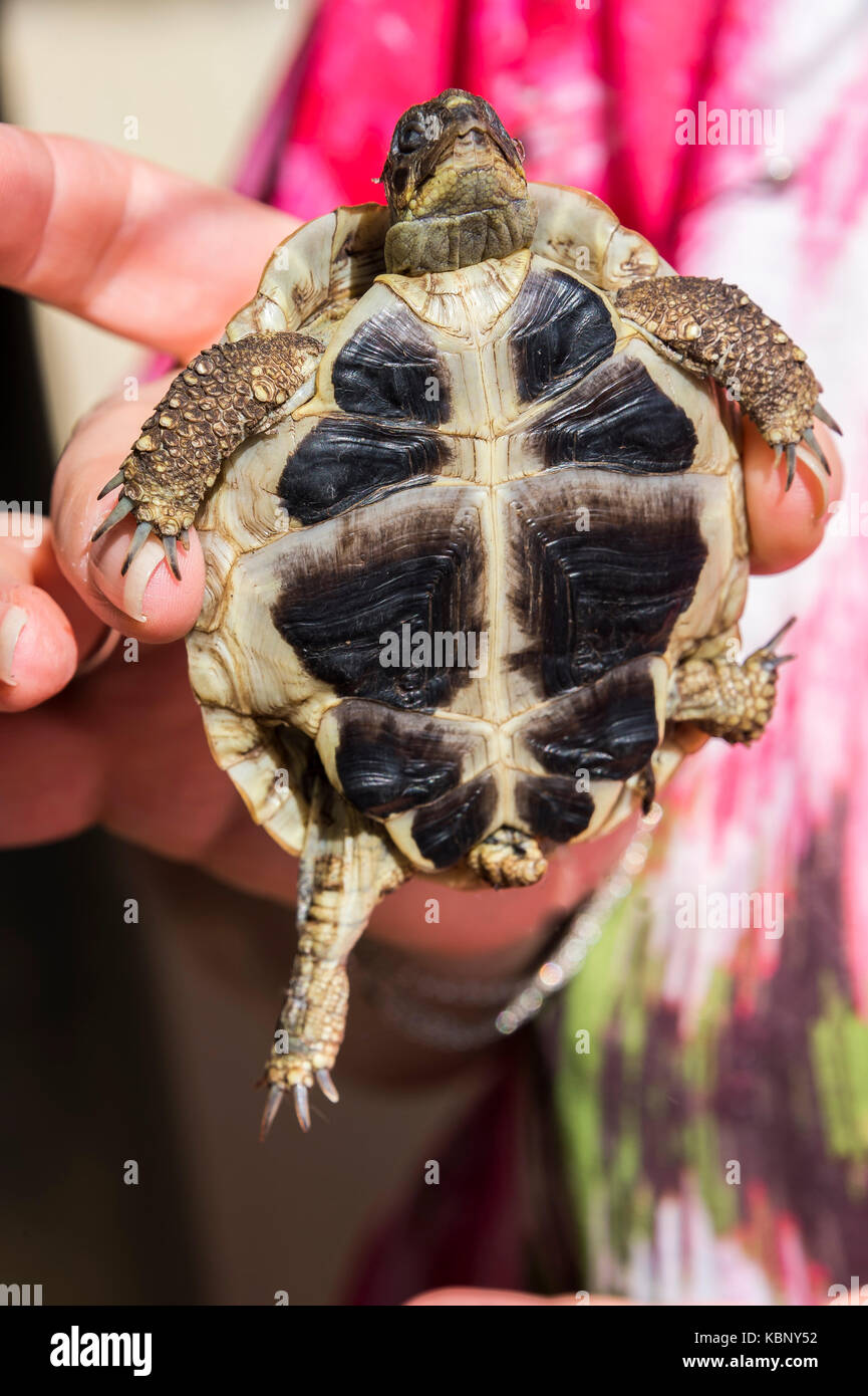 Hermann turtle hi-res stock photography and images - Alamy