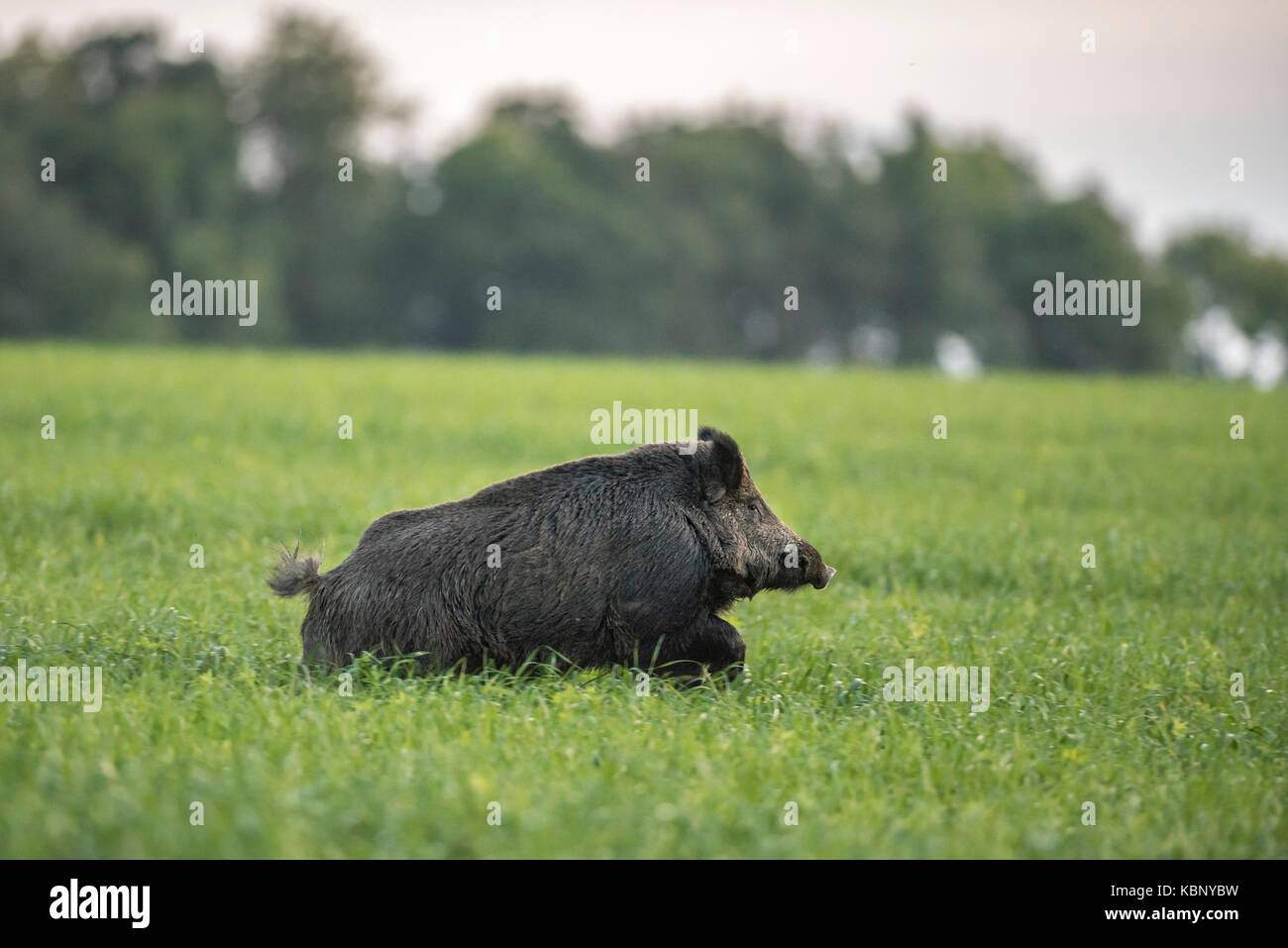 Male boar hi-res stock photography and images - Alamy